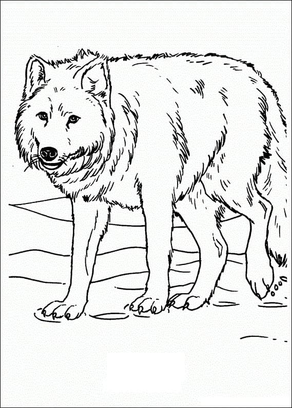 Wolf #175257 (Animals) – Free Printable Coloring Pages
